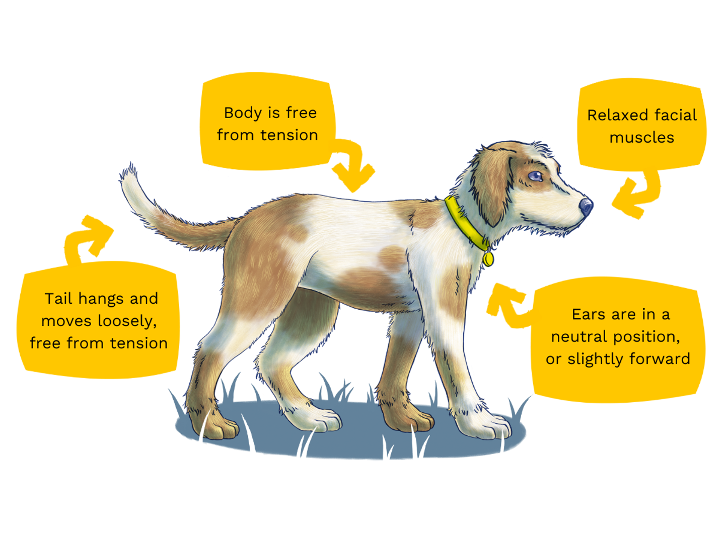 How To Understand Your Dog s Body Language Dogs Trust How To Understand Your Dog s Body Language Dogs Trust